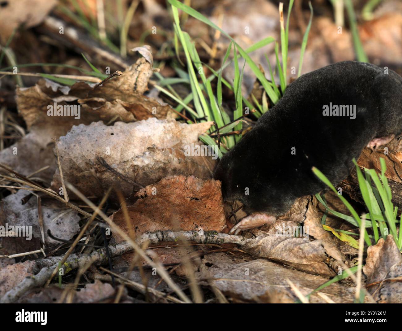 Mole runs along a field path Stock Photo - Alamy