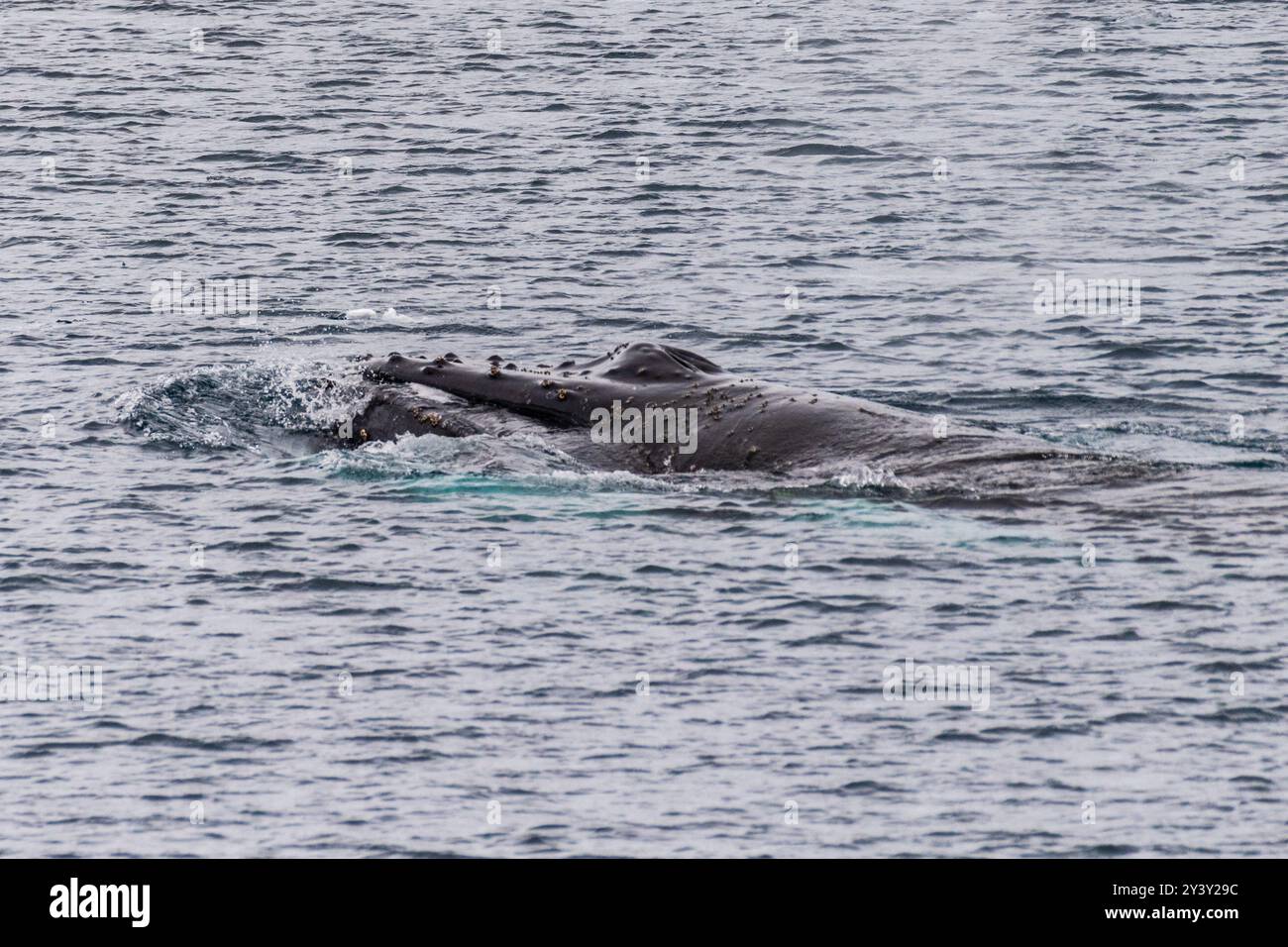 Close-up of the head of a humpback whale -Megaptera novaeangliae. Image ...
