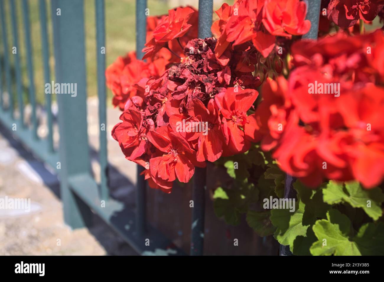 Red geranium in bloom growing behind a grate seen up close Stock Photo ...