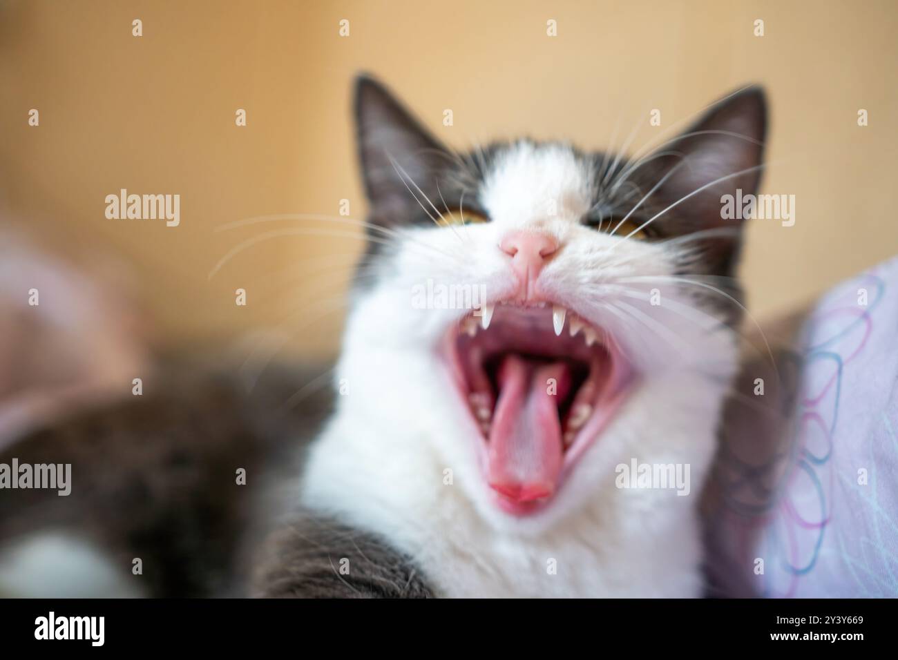Housecat sleeping yawning hi-res stock photography and images - Alamy
