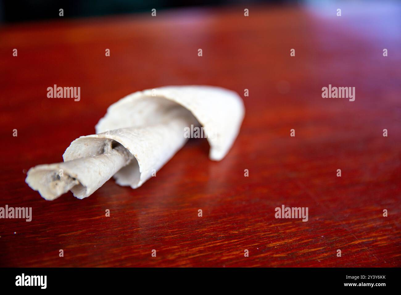 Spiral Conch Shell on a table Stock Photo - Alamy