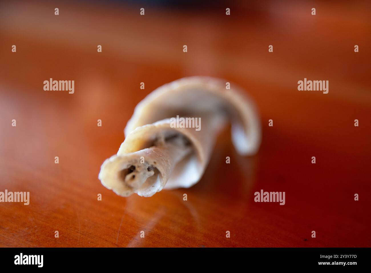 Spiral Conch Shell on a table Stock Photo - Alamy