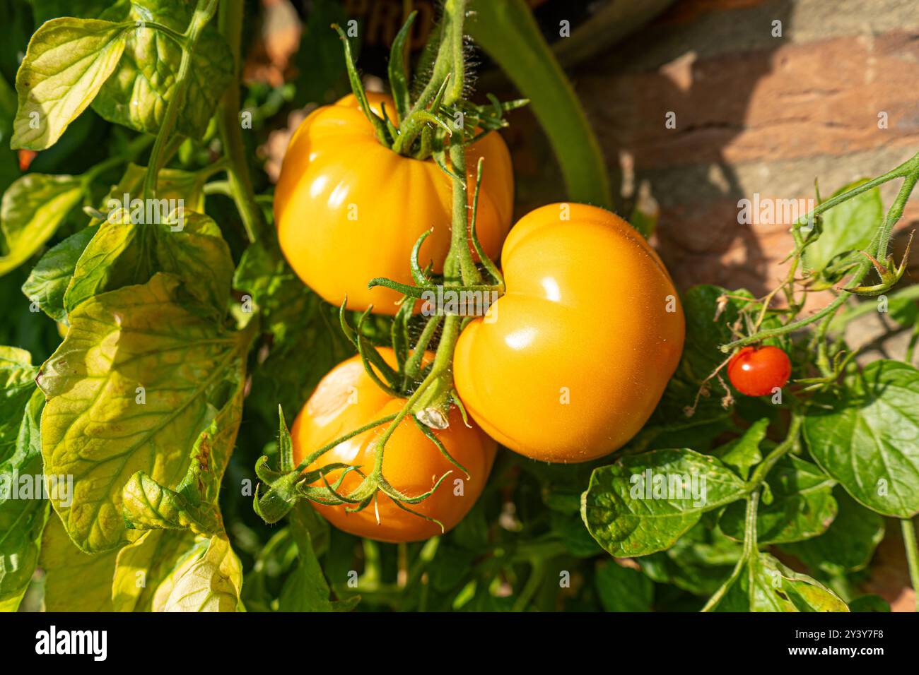 Growing Tomatoes. Multiple colored Tomatoes. Harvesting colorful ...