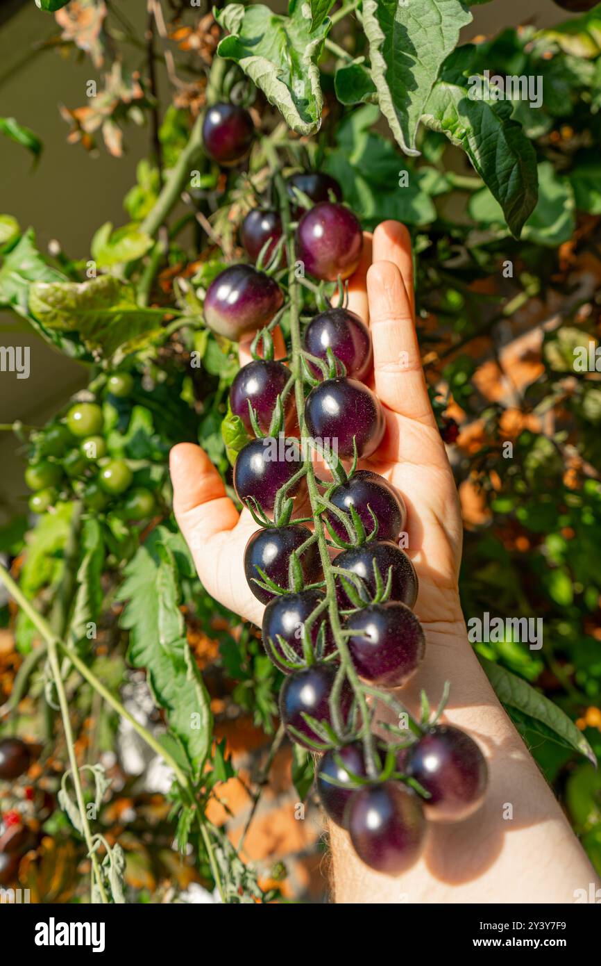 Growing Tomatoes. Multiple colored Tomatoes. Harvesting colorful ...
