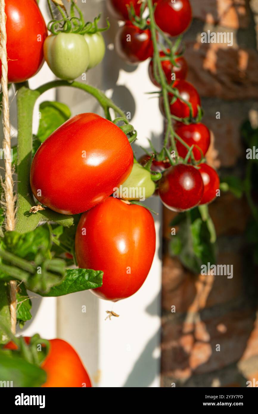 Growing Tomatoes. Multiple colored Tomatoes. Harvesting colorful ...