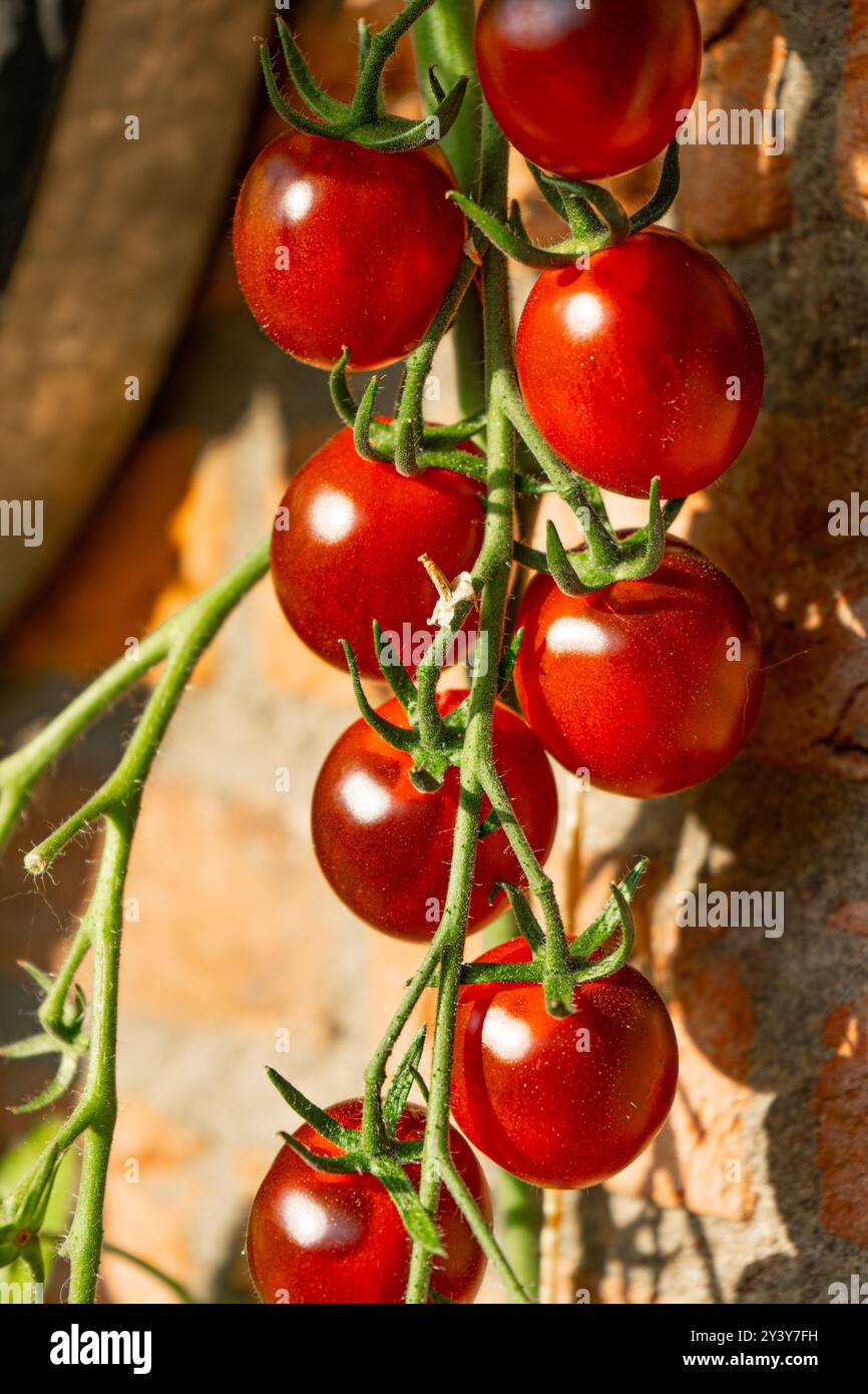 Growing Tomatoes. Multiple colored Tomatoes. Harvesting colorful ...