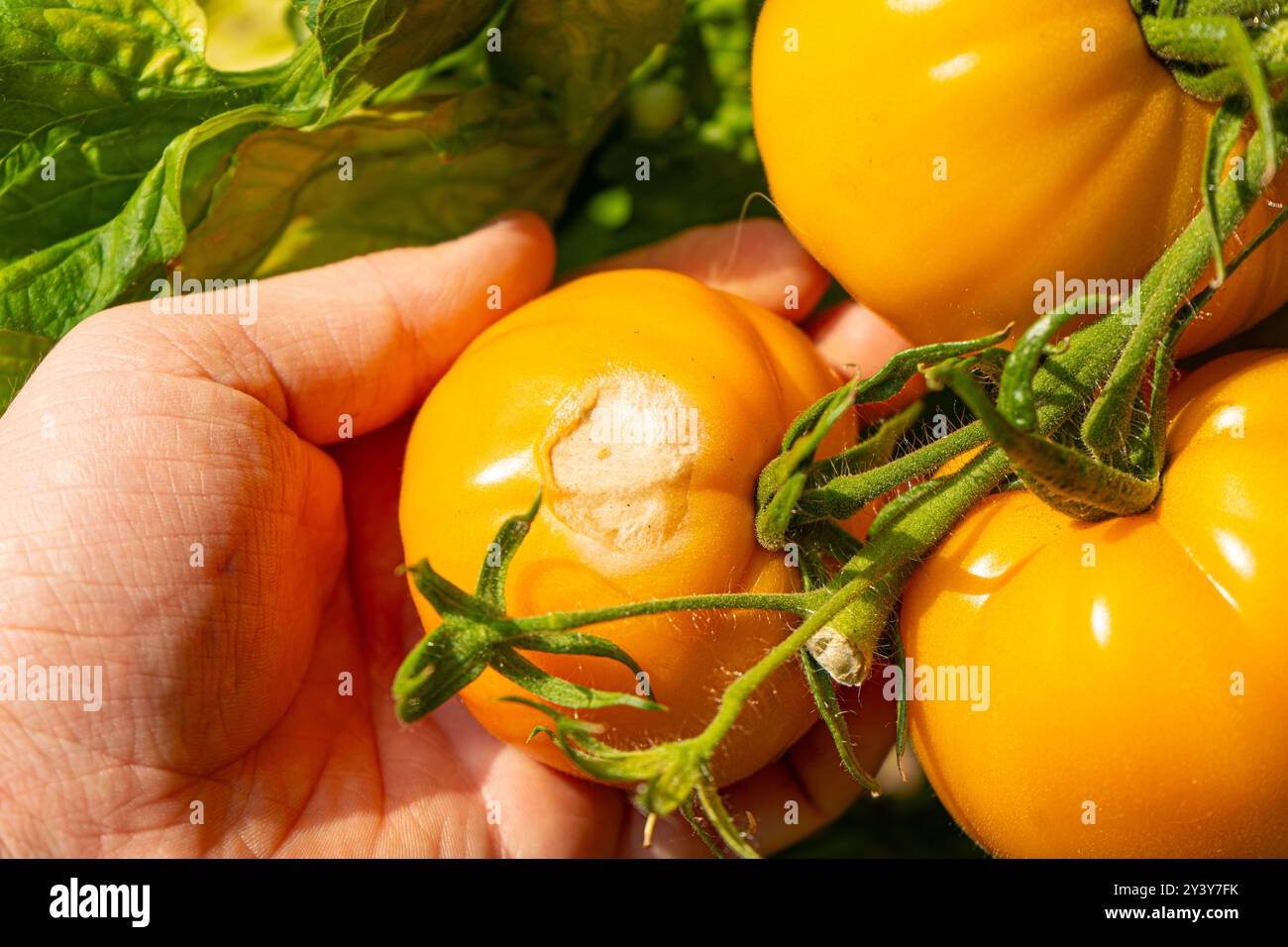 Growing Tomatoes. Multiple colored Tomatoes. Harvesting colorful ...