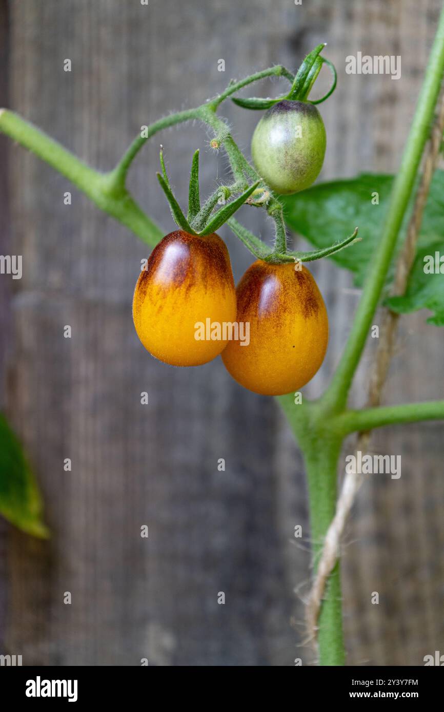 Growing Tomatoes. Multiple colored Tomatoes. Harvesting colorful ...