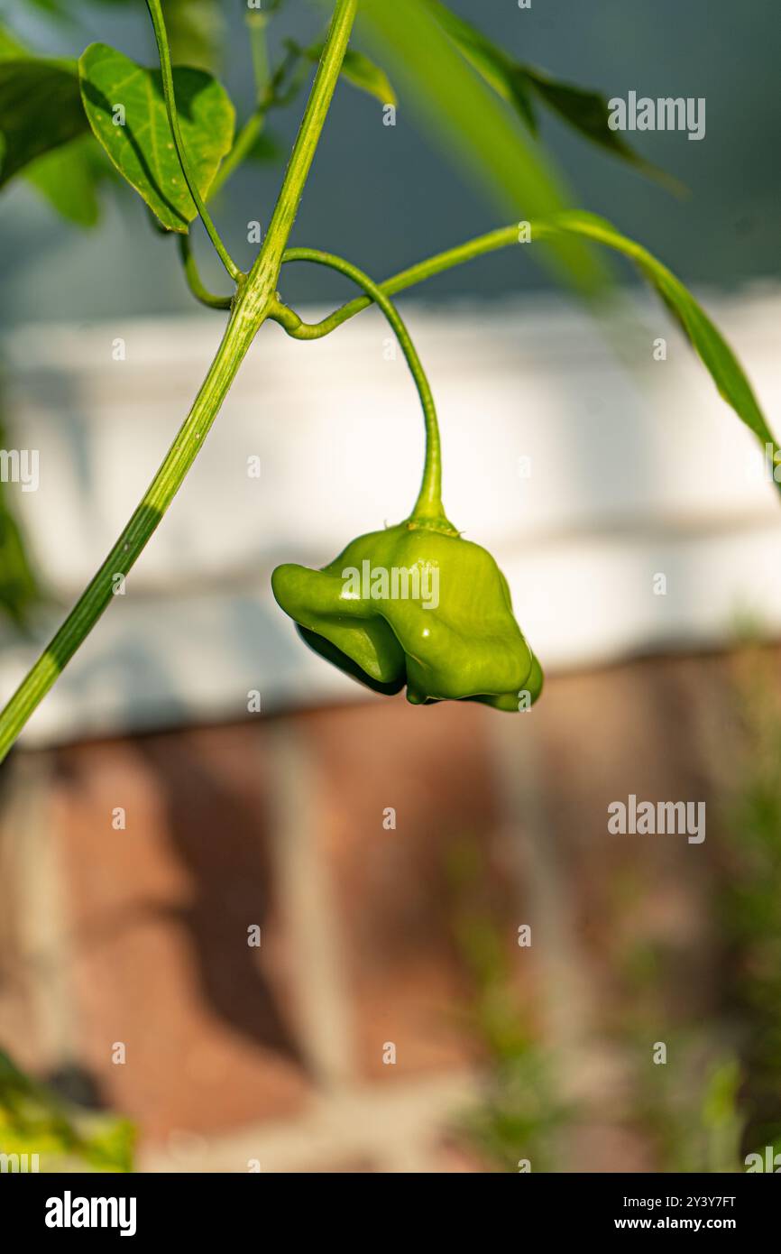 Chili growth stages hi-res stock photography and images - Alamy