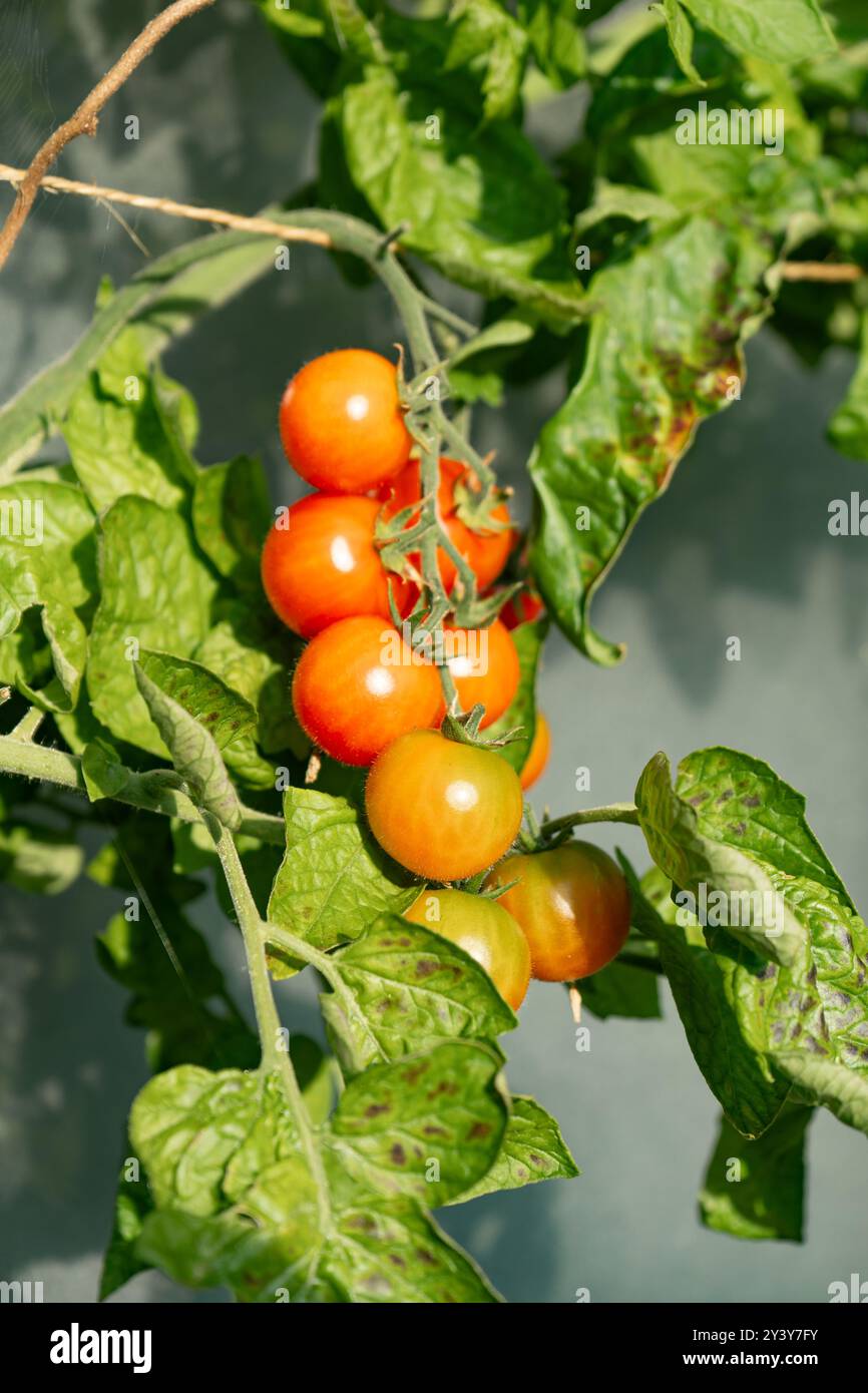 Growing Tomatoes. Multiple colored Tomatoes. Harvesting colorful ...