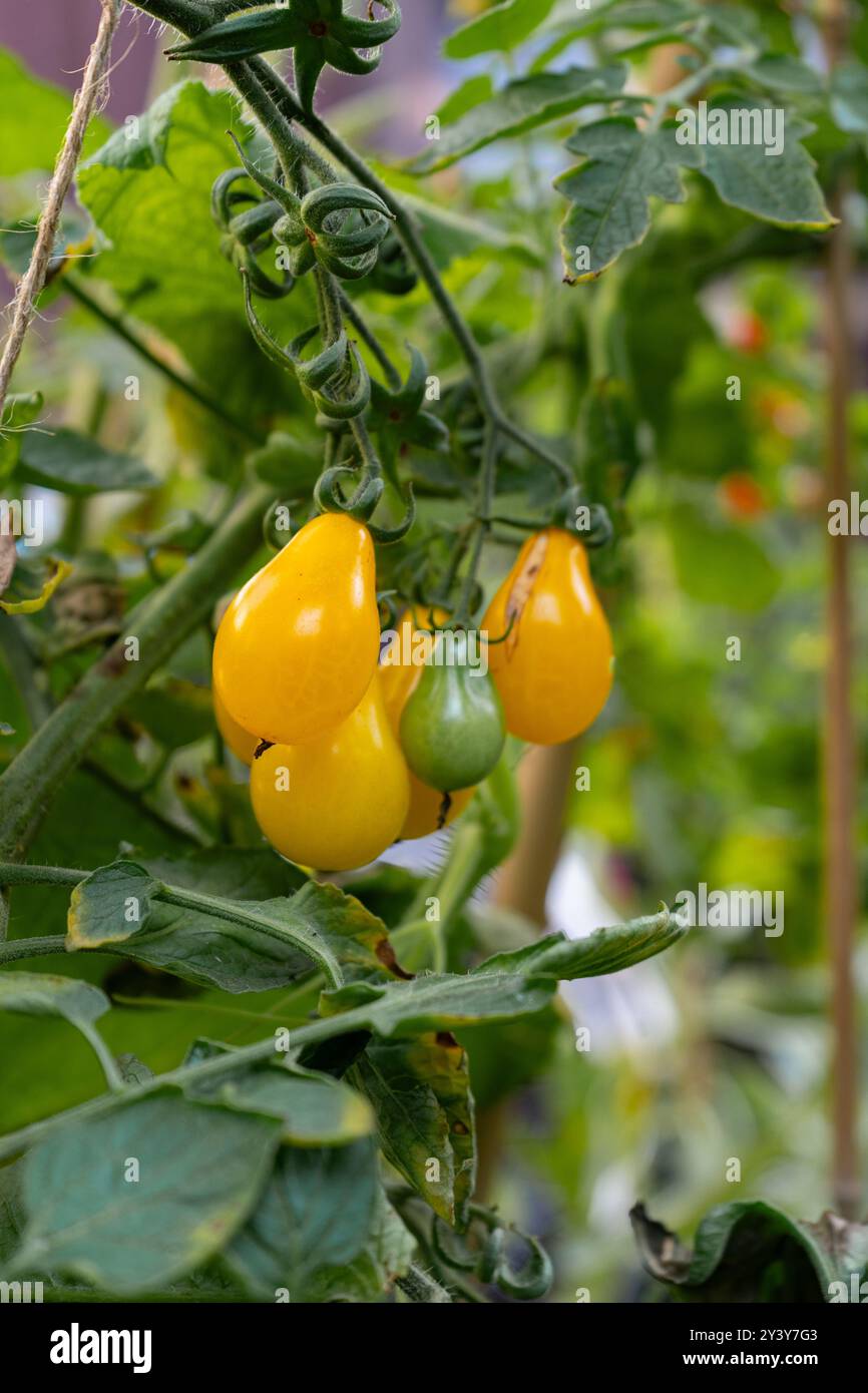 Growing Tomatoes. Multiple colored Tomatoes. Harvesting colorful ...