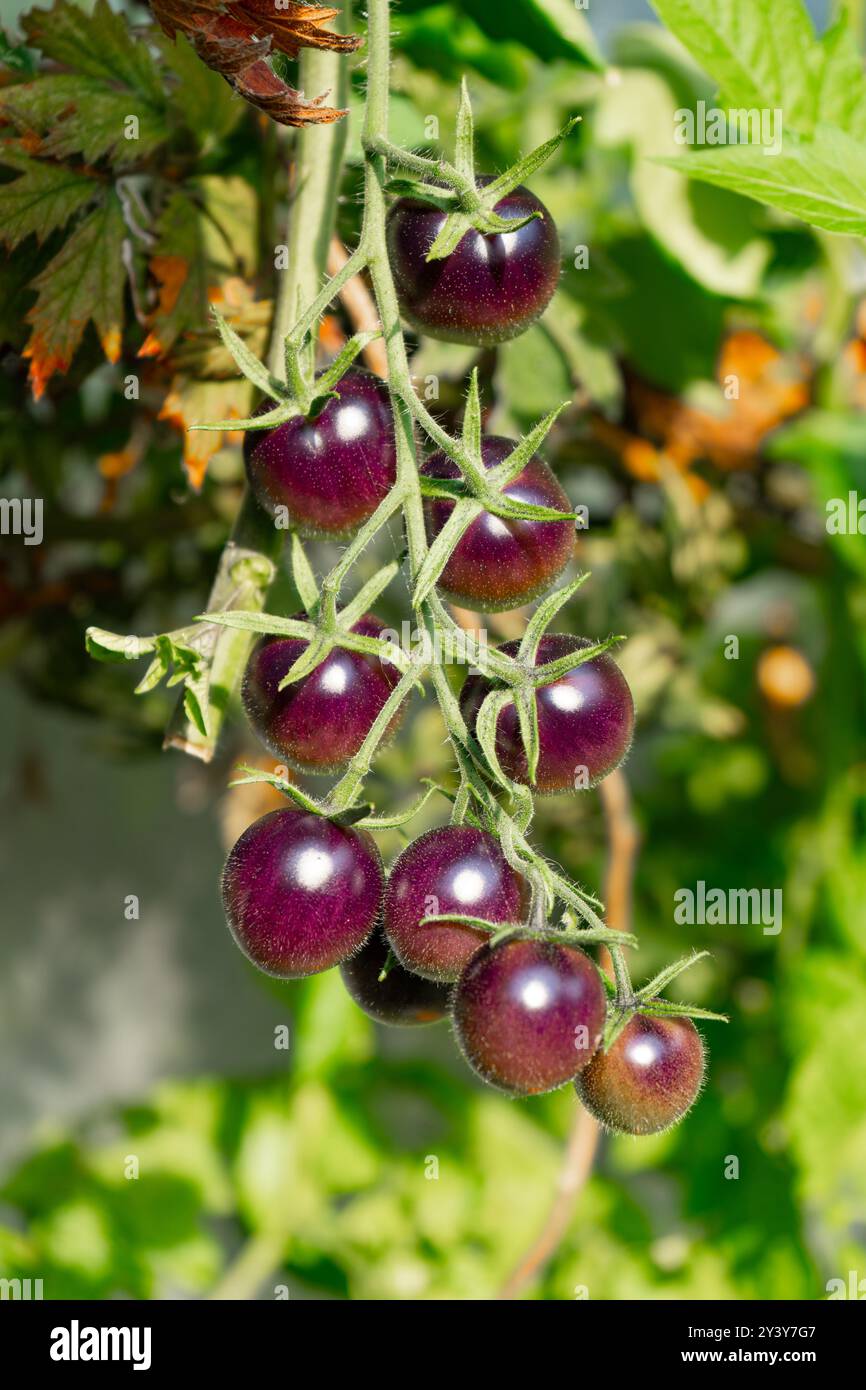 Growing Tomatoes. Multiple colored Tomatoes. Harvesting colorful ...