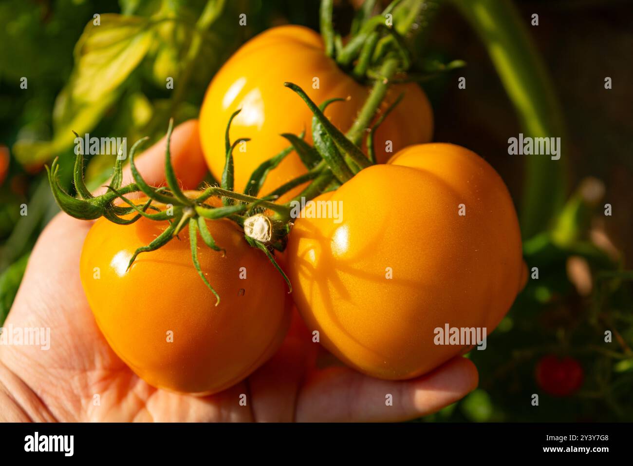 Growing Tomatoes. Multiple colored Tomatoes. Harvesting colorful ...