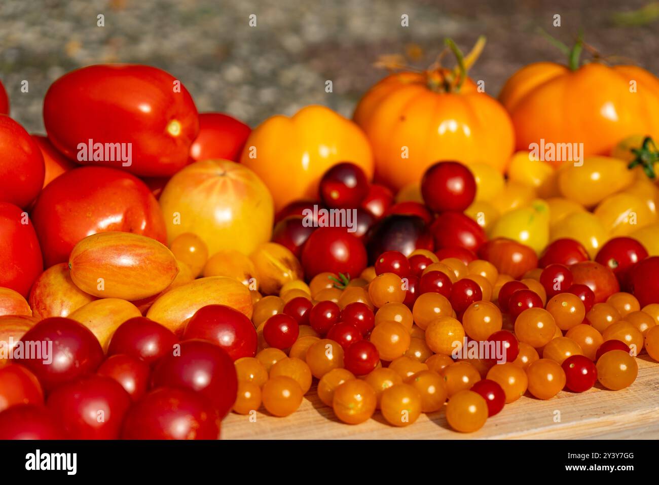 Growing Tomatoes. Multiple colored Tomatoes. Harvesting colorful ...