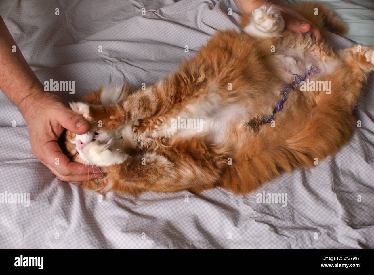 Preparing a cat for medicated treatment of surgical sutures after ...