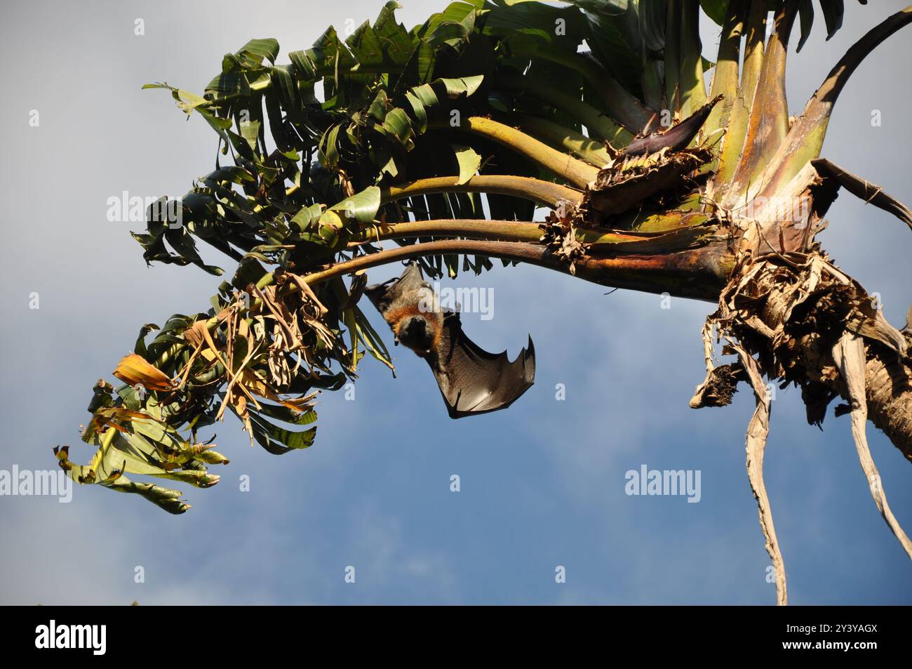 Grey-headed flying fox megabat 'Pteropus poliocephalus' hanging from ...