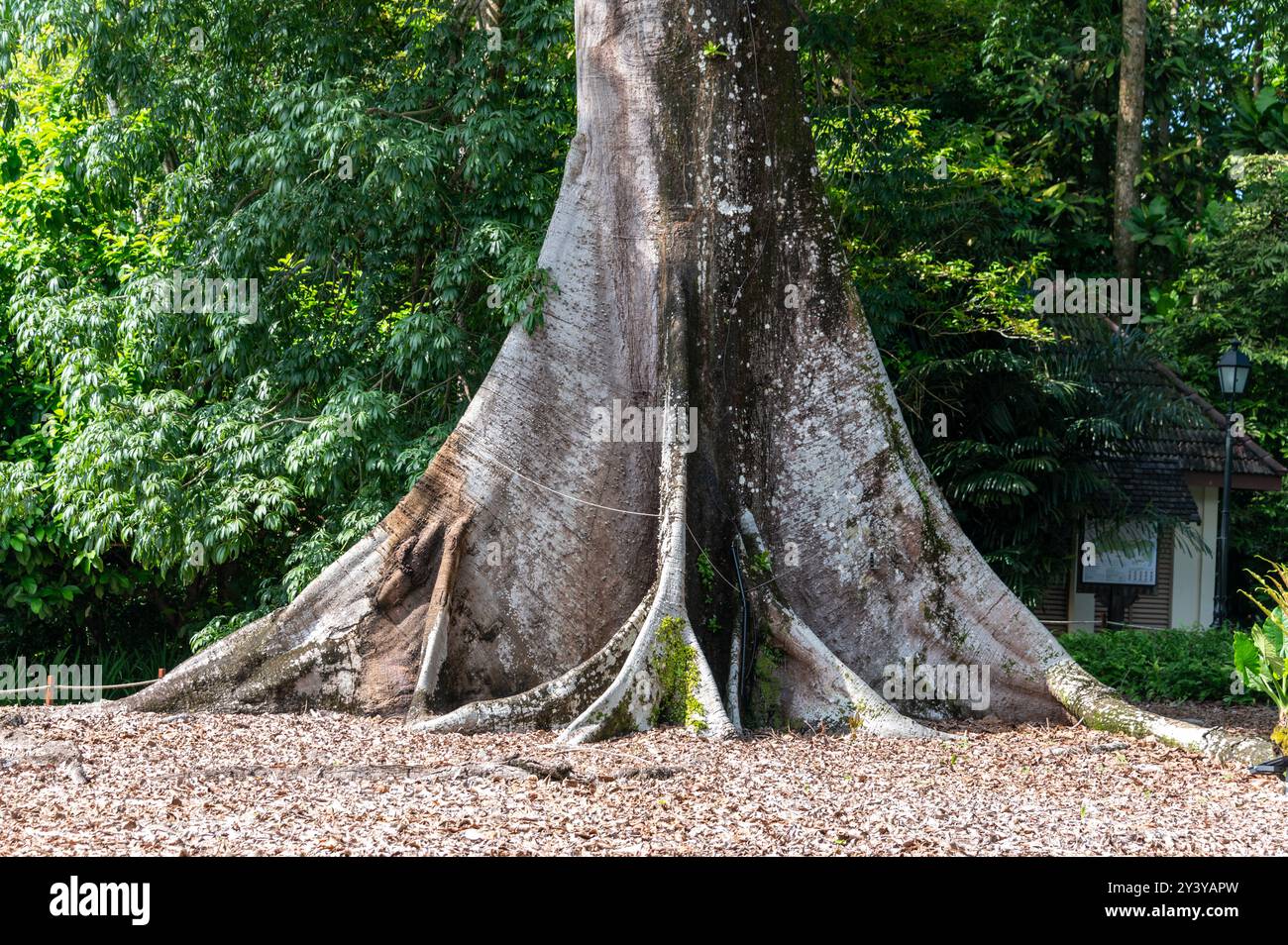 The Australian Moreton Bay fig tree (Ficus macrophylla) is recognised ...