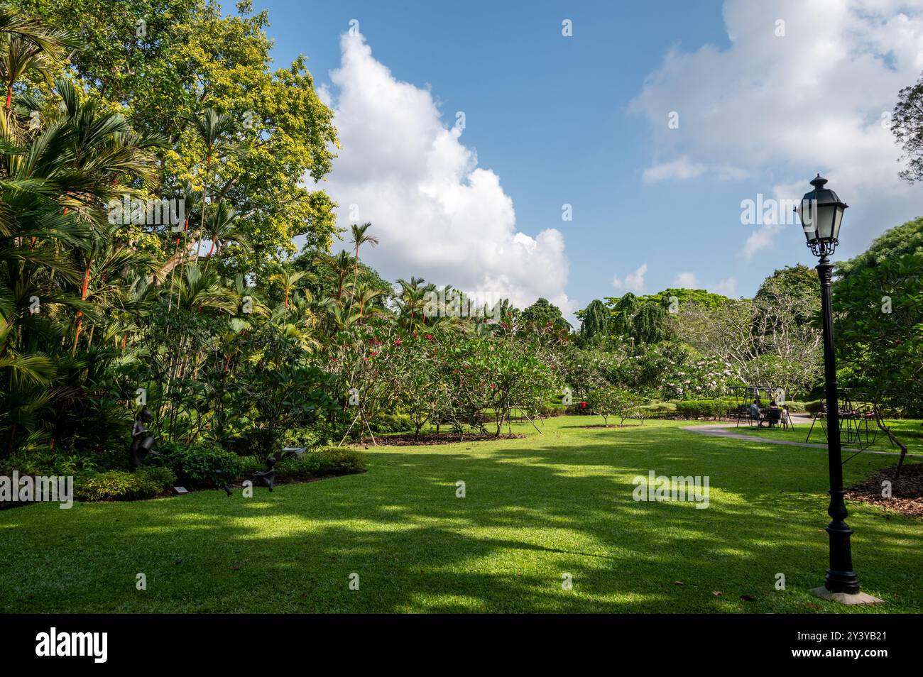 A mix of tropical trees in one of the open public spaces within the ...