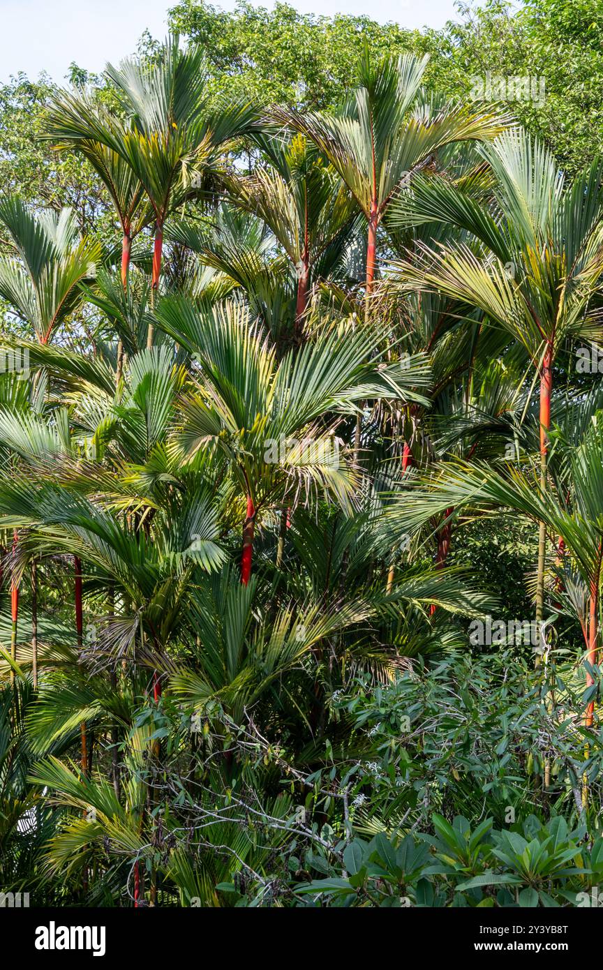 A clump of palm trees with red stalks and branches is called by the ...