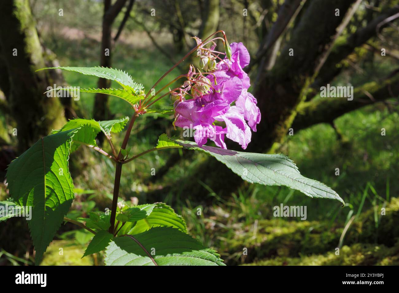 Close-up of a vibrant purple flower with exploding seed heads in a lush ...