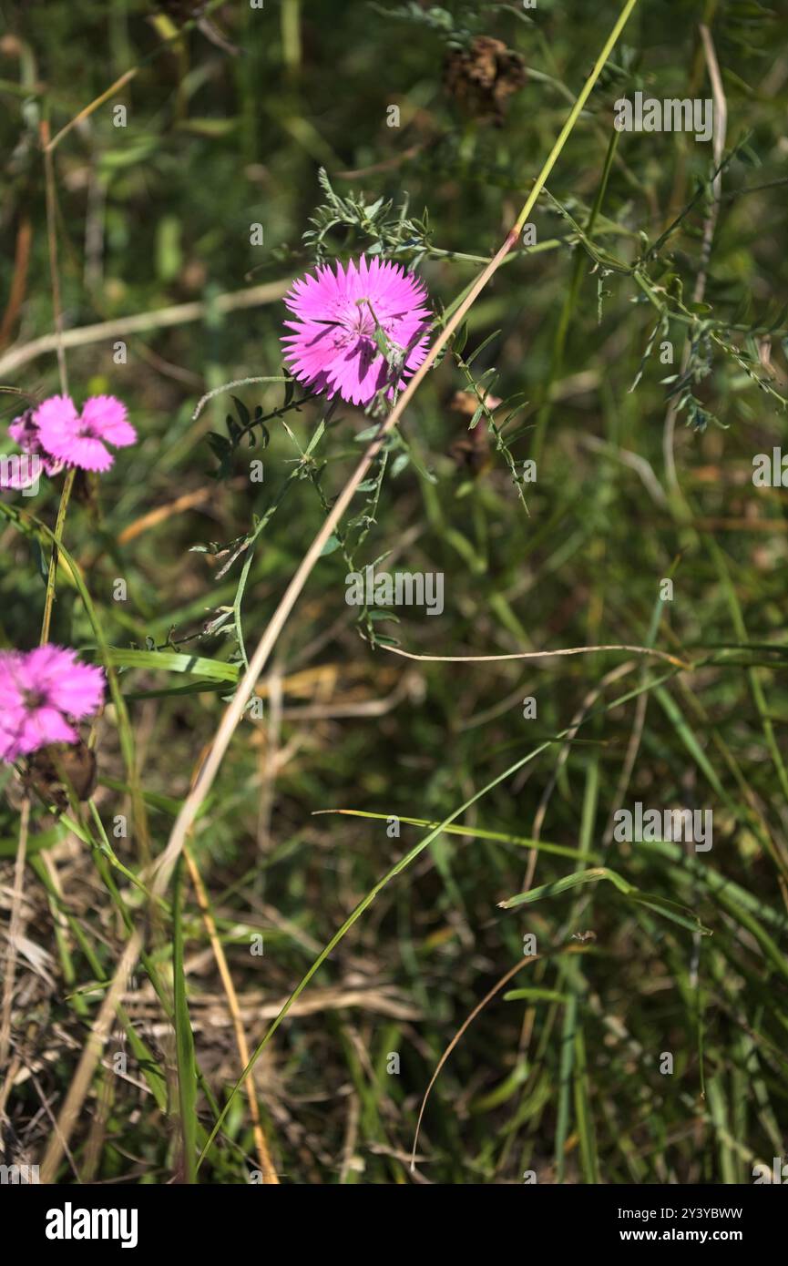 Mountain wild flowers in the grass seen up close Stock Photo - Alamy