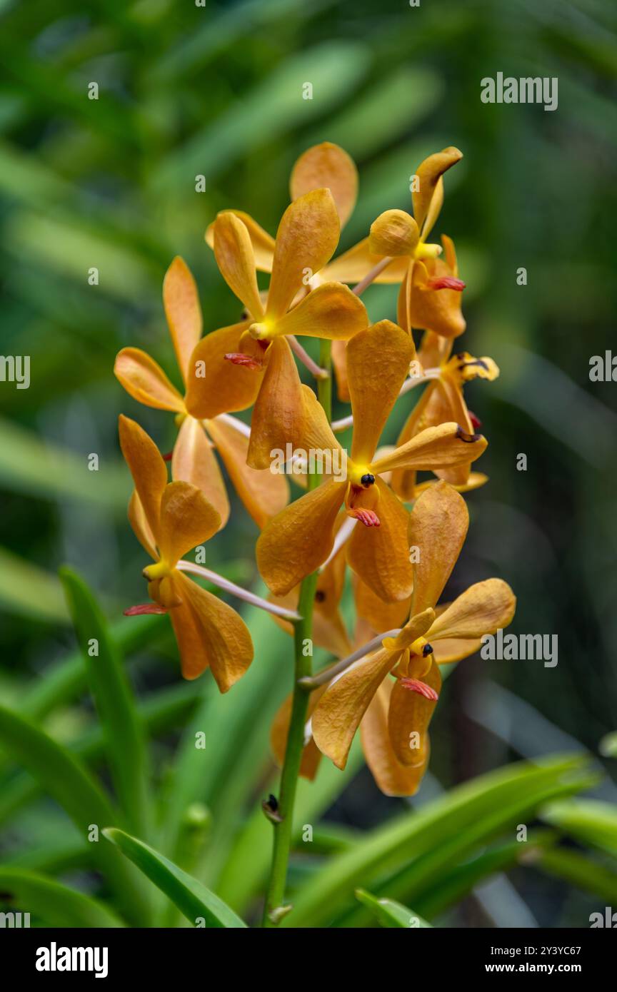 The orchid is an Aranda Singa Gold, an orchid hybrid originated by ...