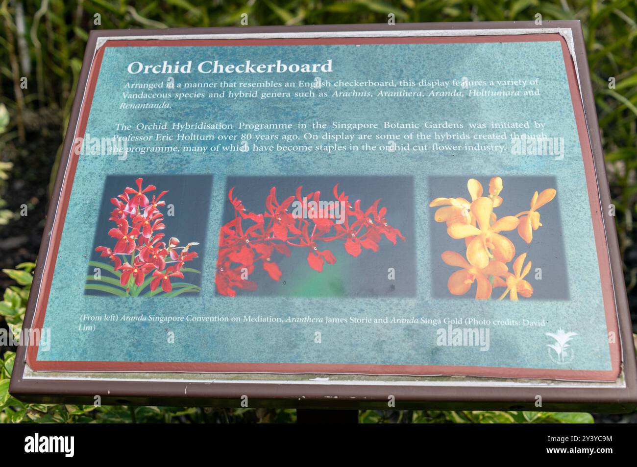 Orchid checkboard hi-res stock photography and images - Alamy