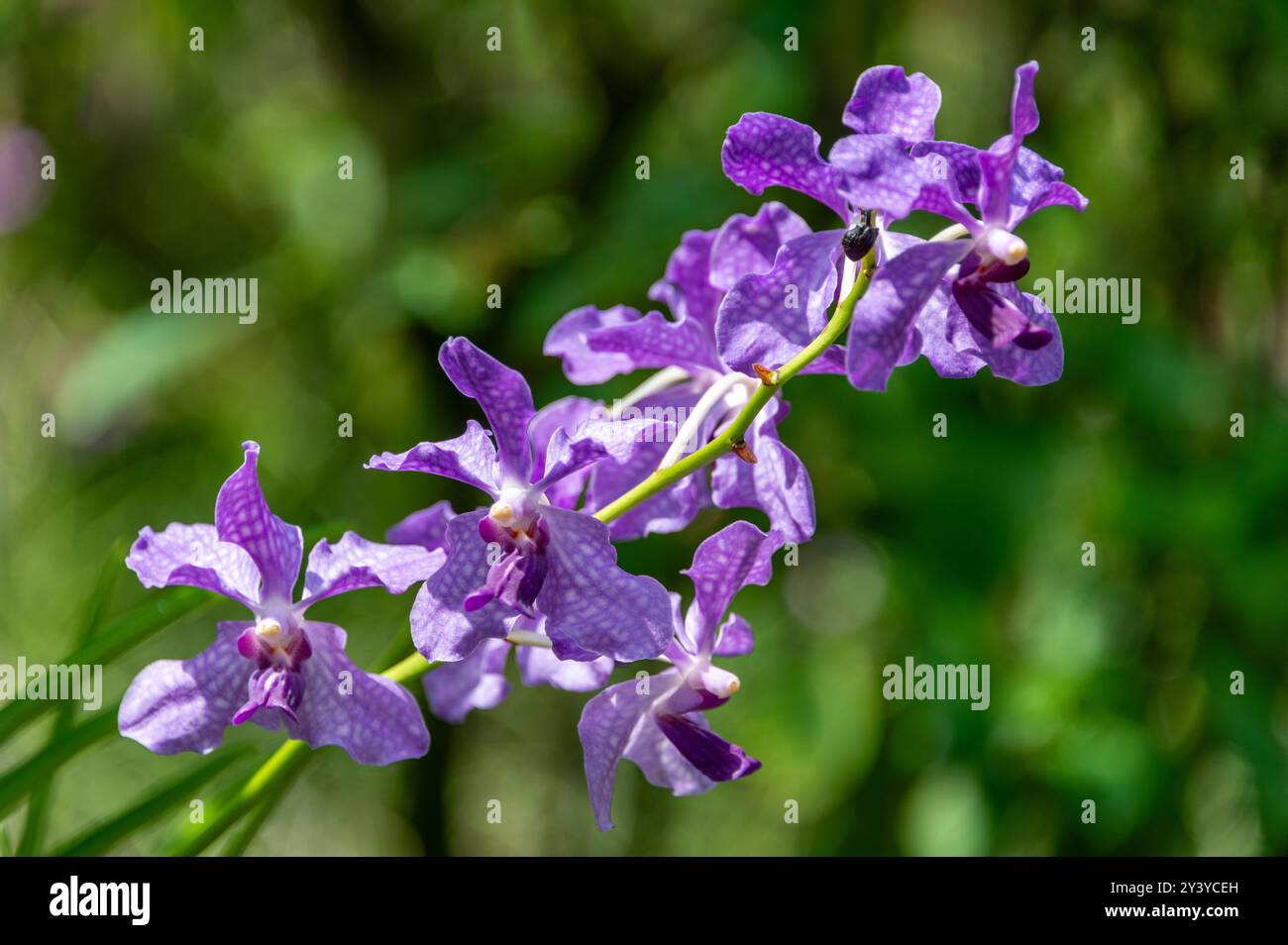 Purple coloured aranda wan chark kuan orchid hi-res stock photography ...