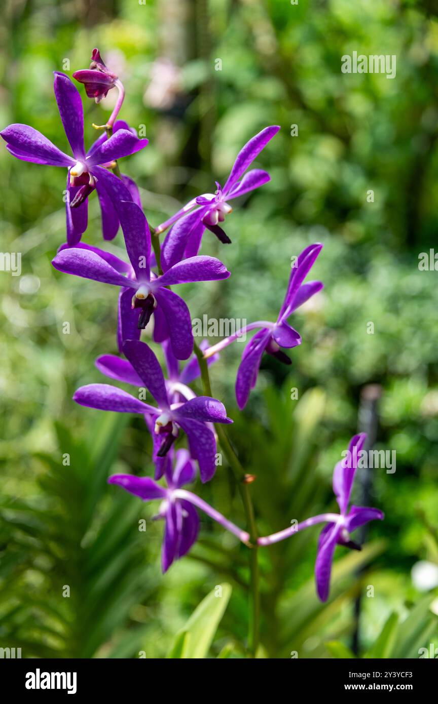 A purple-coloured Aranda Wan Chark Kuan orchid hybrid originated by Lum ...