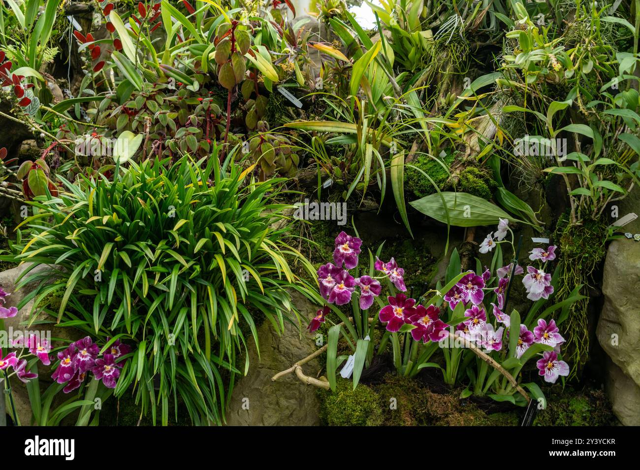 The red-coloured Miltoniopsis ‘Red Tide’, or pansy orchid. Family name ...
