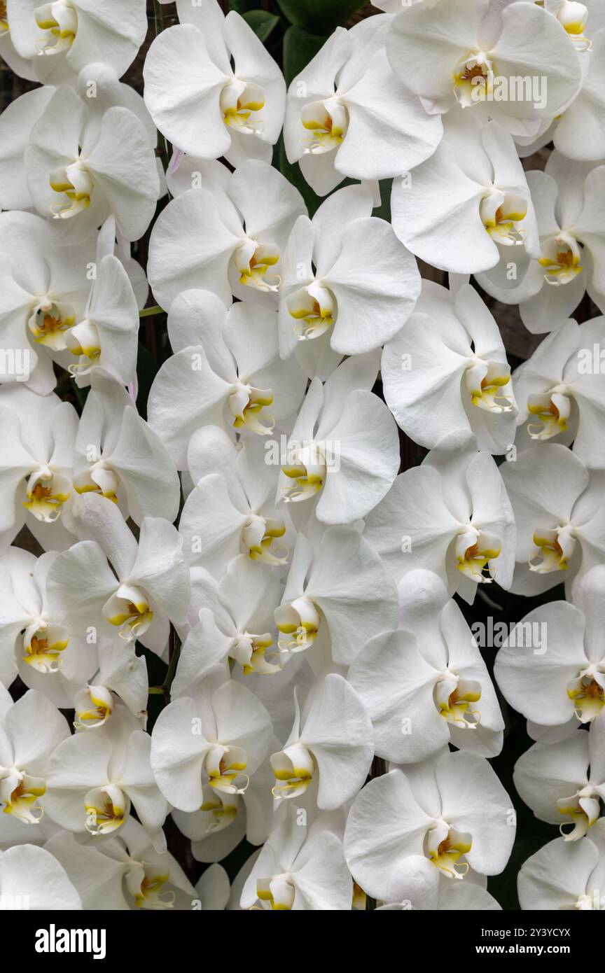 Flowering stems of the Phalaenopsis, also known as moth orchids, is a ...