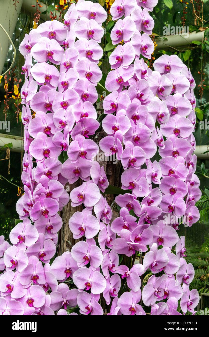 Flowering stems of the Phalaenopsis, also known as moth orchids, is a ...