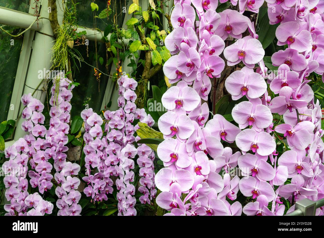 Flowering stems of the Phalaenopsis, also known as moth orchids, is a ...