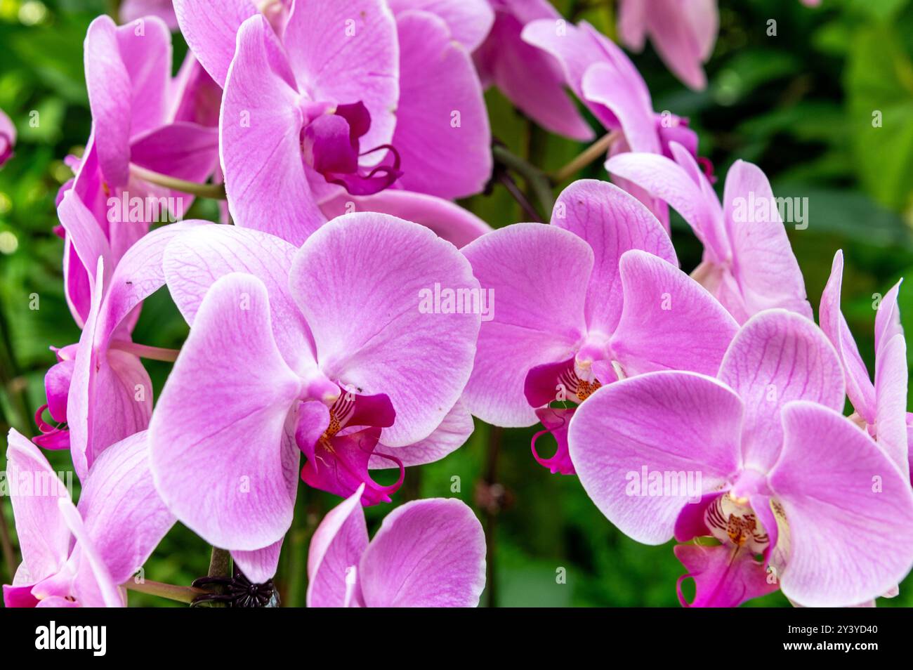 Flowering stems of the Phalaenopsis, also known as moth orchids, is a ...