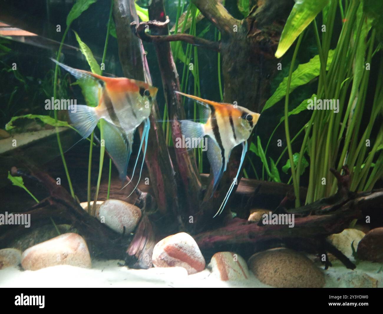 Two fish swimming in a tank with a rock and some plants. The fish are ...