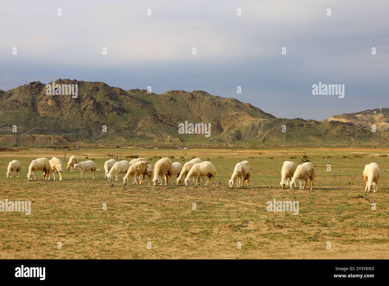 A flock of sheep on the beautiful mountain - Saudi Arabia Stock Photo ...
