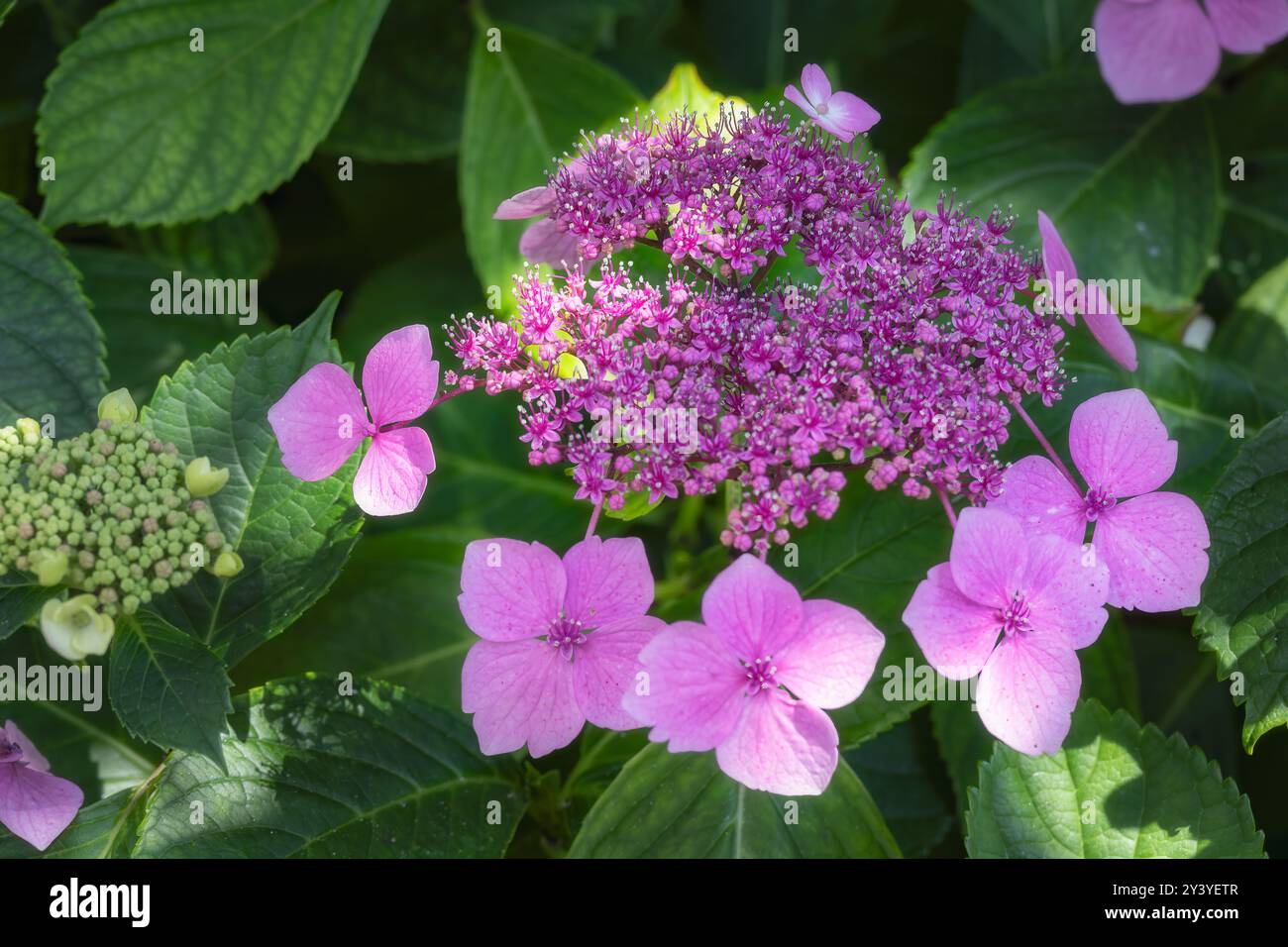 Beautiful pink flowers of lacecap hydrangea or Hydrangea macrophylla in summer, close up Stock ...