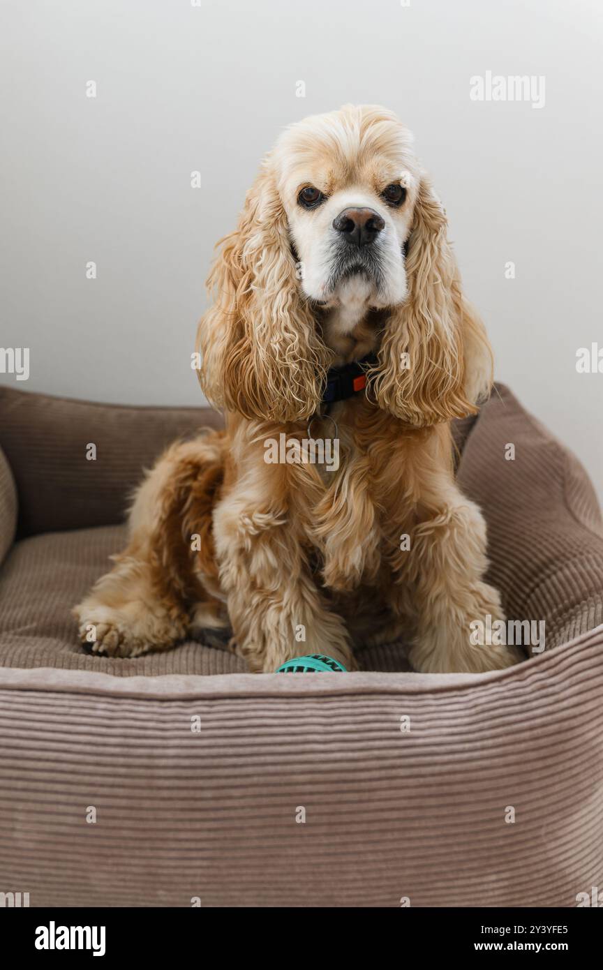 American Cocker Spaniel sitting in his dog bed. The dog is resting in a ...
