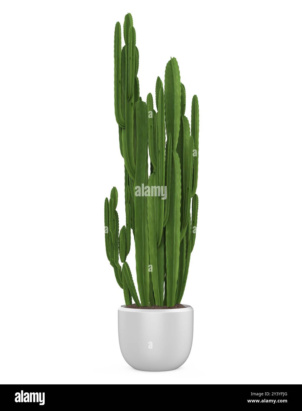 Cactus Plants Isolated Stock Photo - Alamy