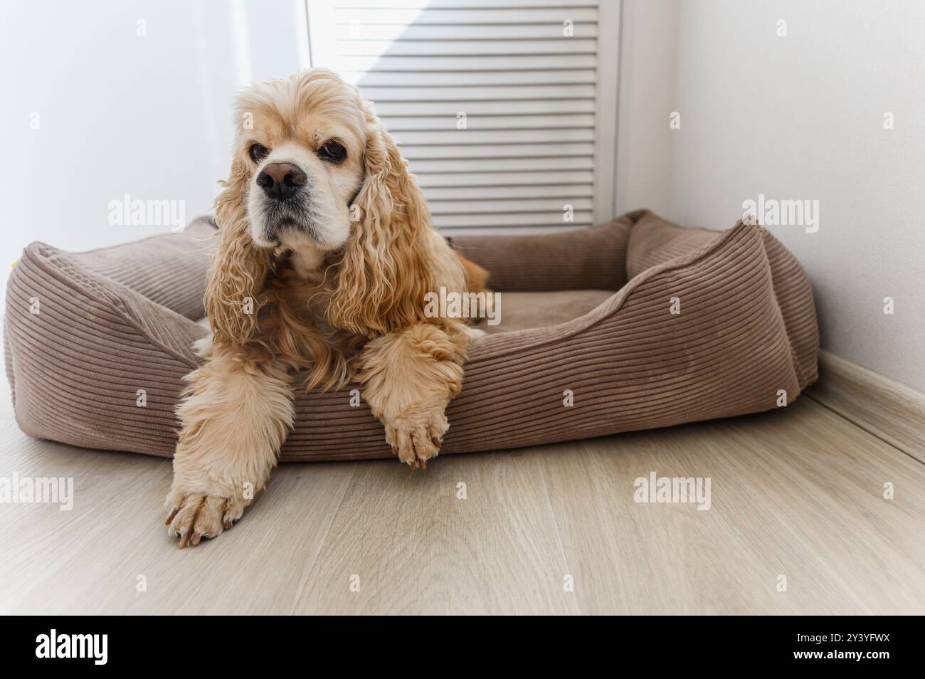 American Cocker Spaniel lying in his dog bed. Low point, wide angle ...