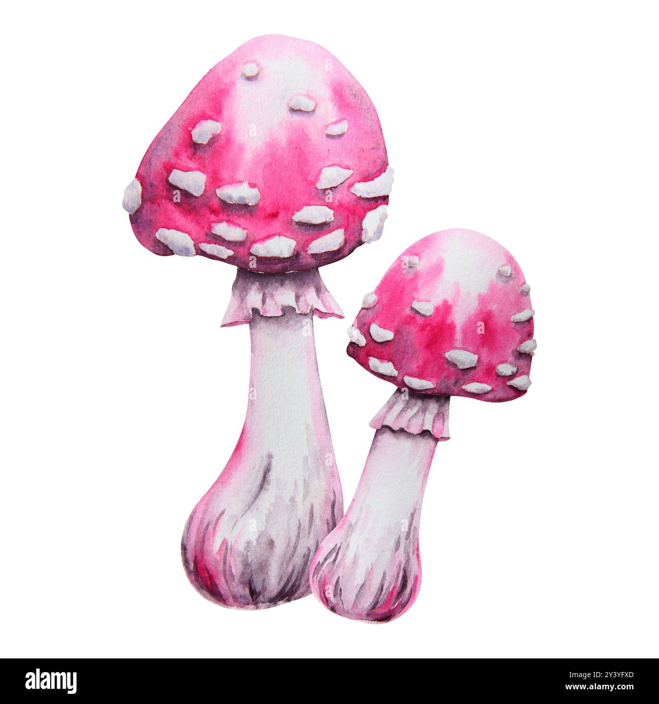 Pink fly agaric, poisonous mushroom. Watercolor hand drawn illustration ...
