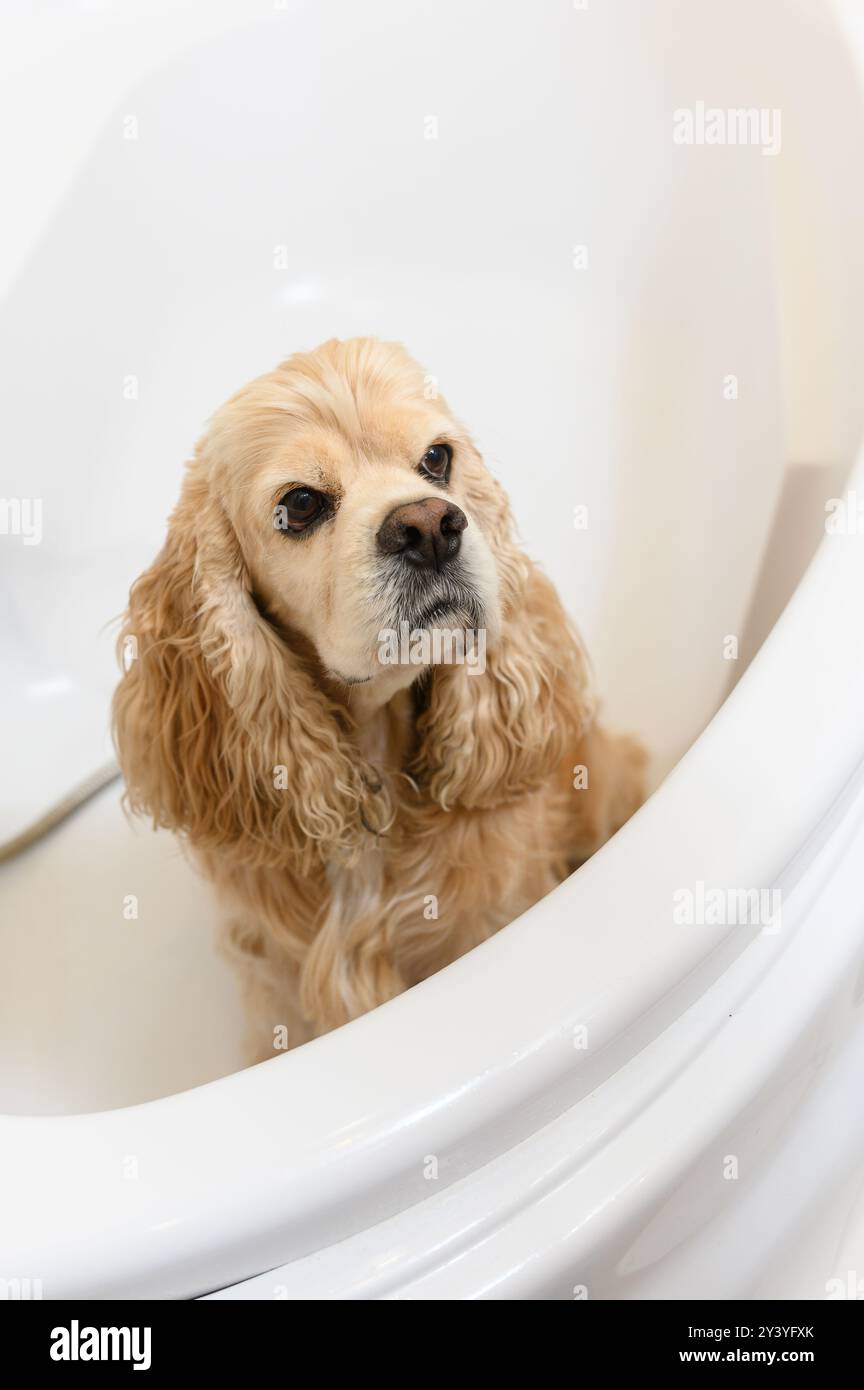 American Cocker Spaniel in the bath. A wet spaniel sits in the bathtub ...