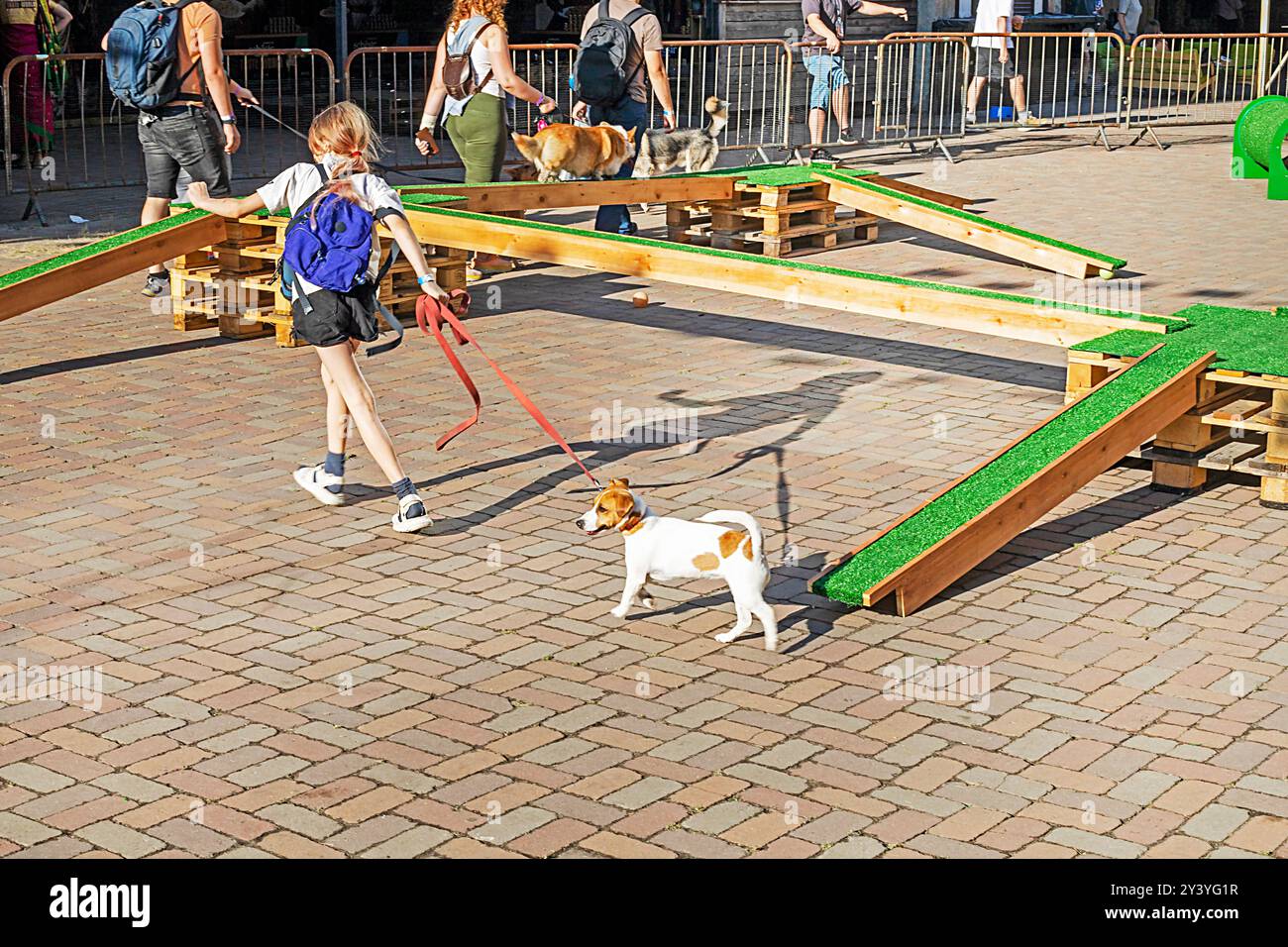 happy girl trains a grown-up Jack Russell Terrier puppy on a training ...