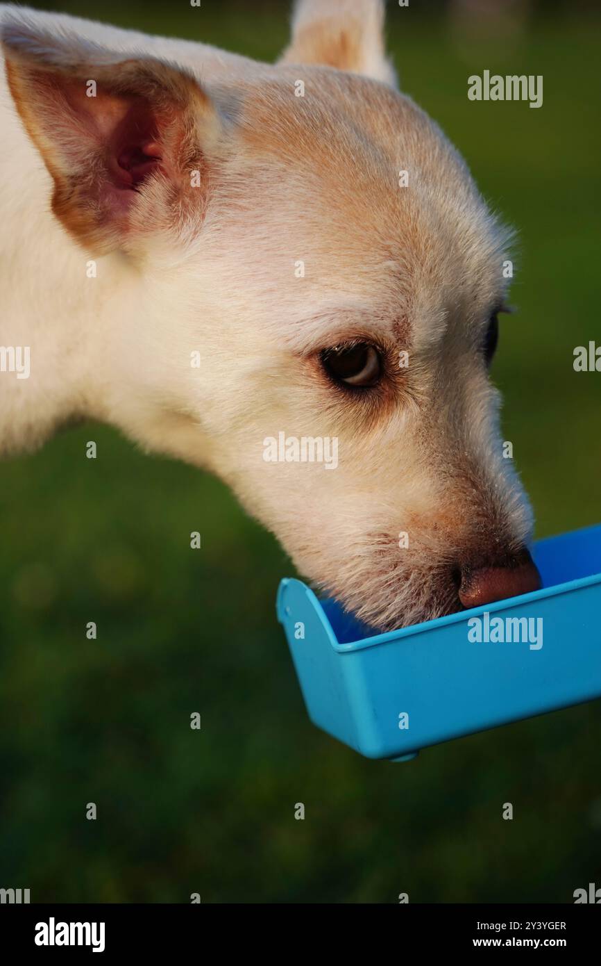 Dog drinking water from a white hi-res stock photography and images - Alamy