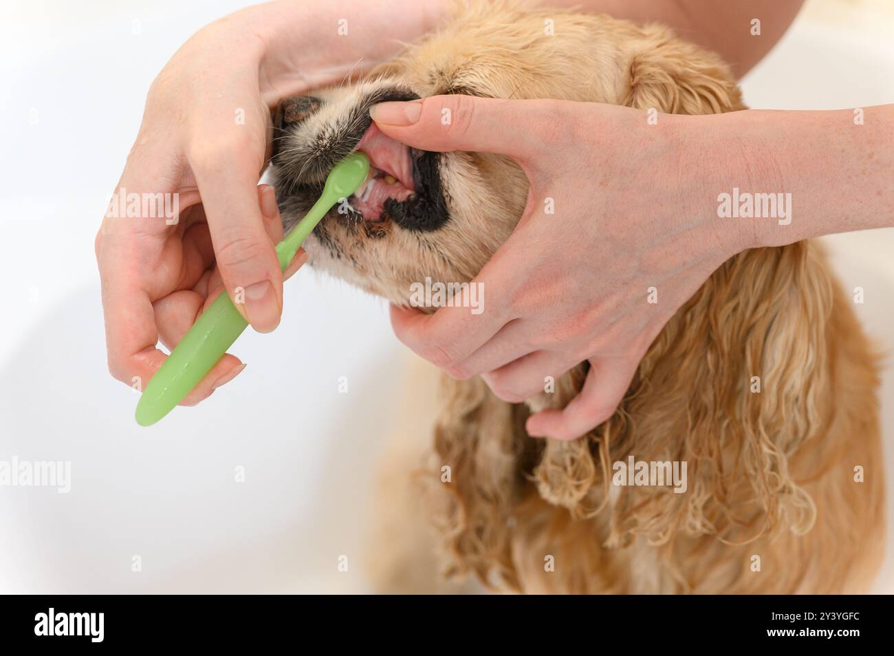 Cleaning Cocker Spaniel dog teeth with a tooth-brush. Female hand ...