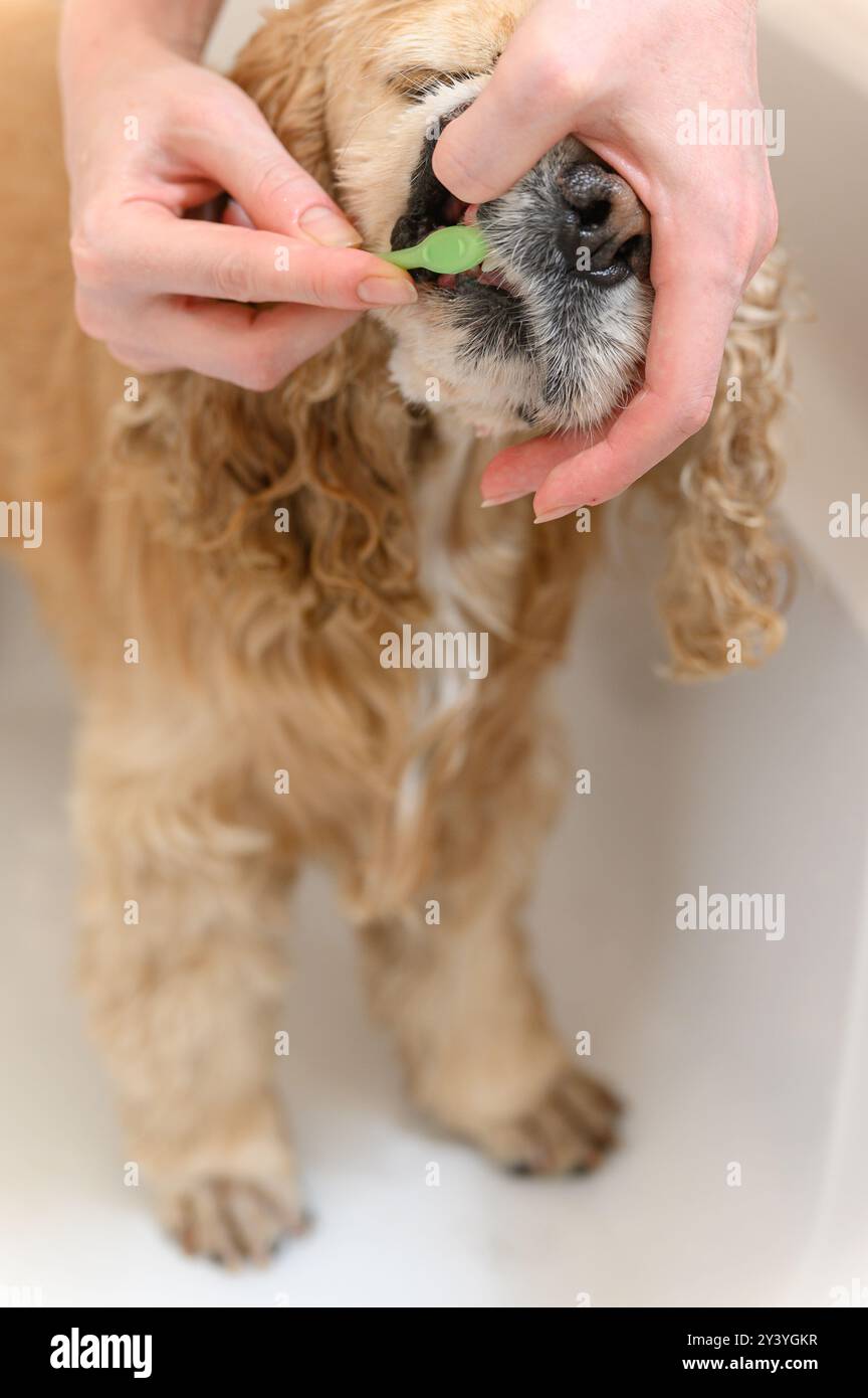 Cleaning Cocker Spaniel dog teeth with a tooth-brush. Female hand ...