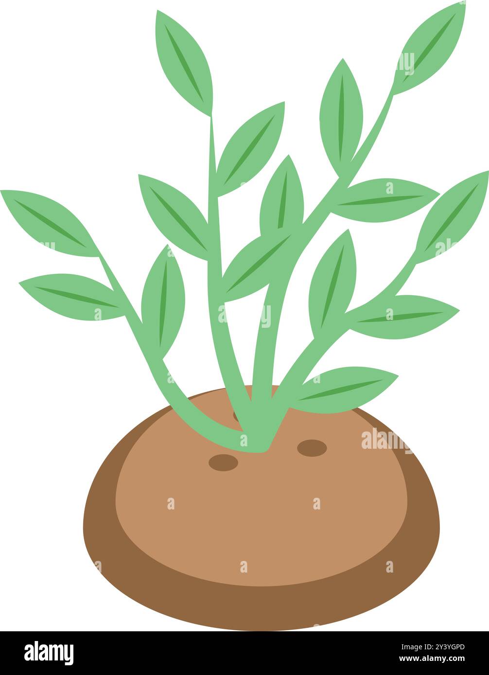 Potato plant is growing from the ground with visible roots Stock Vector ...