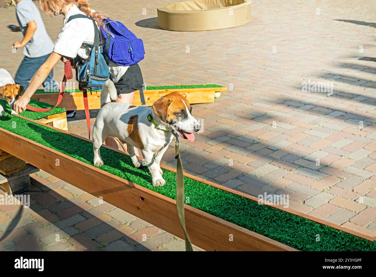 Jack russell agility skills hi-res stock photography and images - Alamy