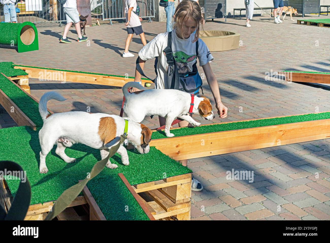 happy girl trains a grown-up Jack Russell Terrier puppy for a treat on ...
