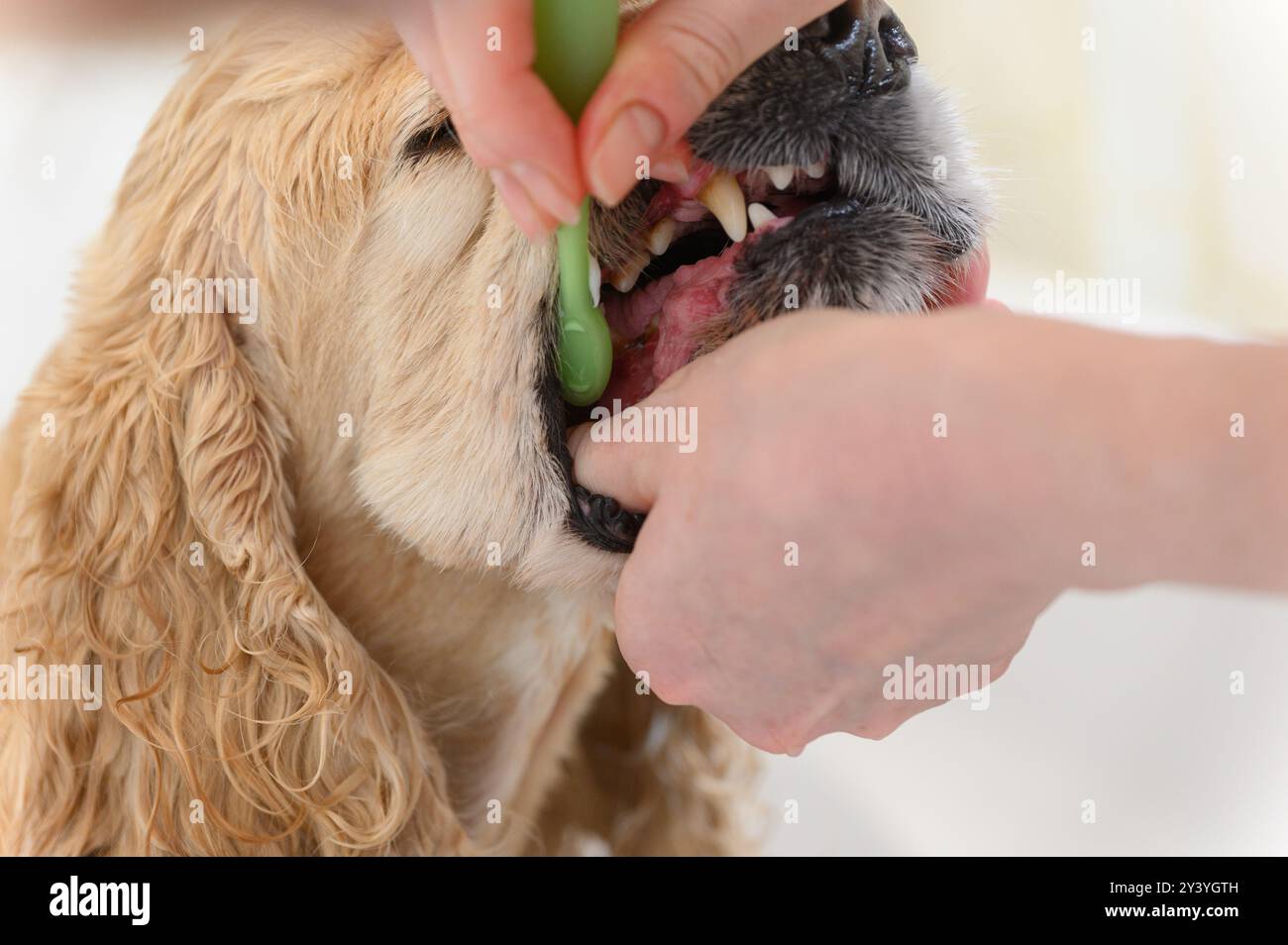 Cleaning Cocker Spaniel dog teeth with a tooth-brush. Female hand ...